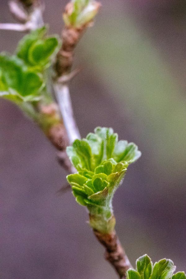 Plant buds in spring stock photo. Image of greenery - 283209166