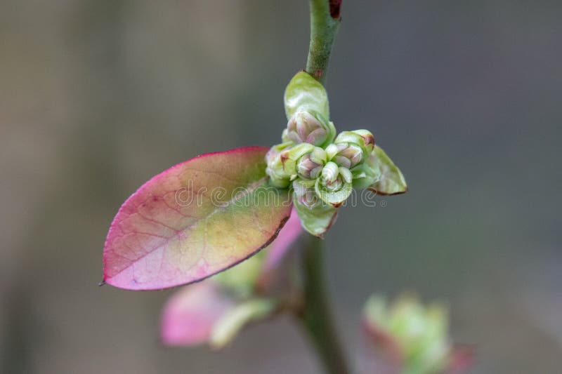 Plant buds in spring stock image. Image of spring, food - 283209399