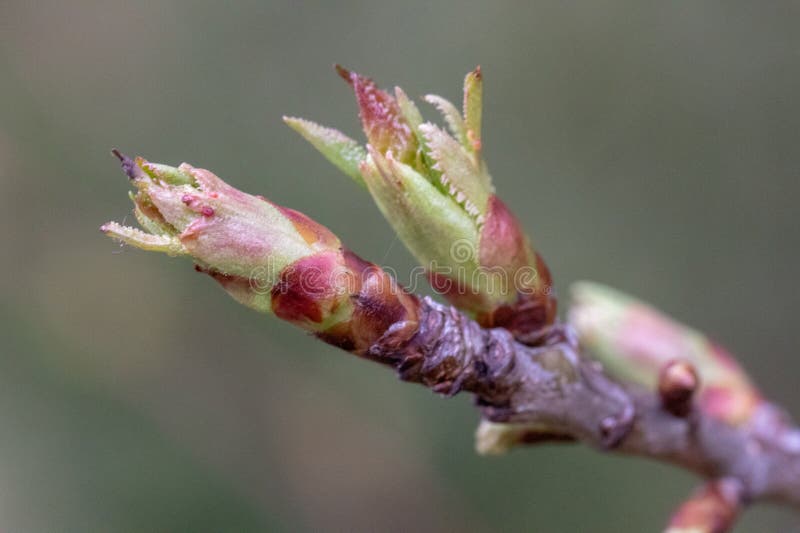 Plant buds in spring stock image. Image of leaf, stem - 283209469