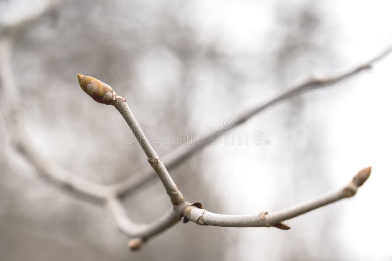 Plant Buds in the Spring, Budding, Selective Focus, Stock Photo - Image ...