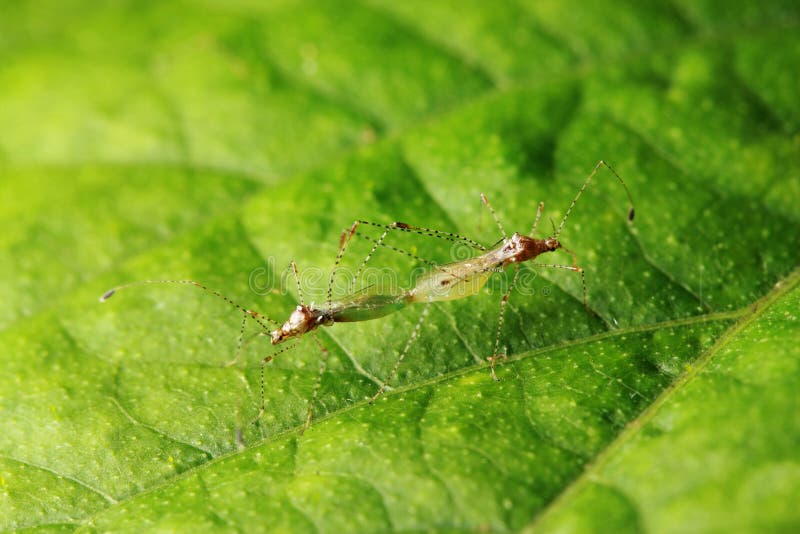 Plant Bugs (Metacanthus Pulchellus) Mating Stock Image - Image of black ...