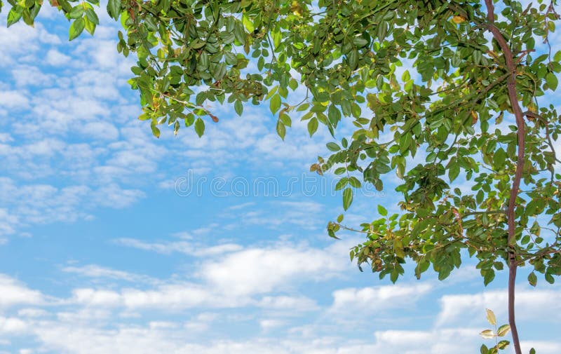 Plant bunch stock photo. Image of fresh, environment - 117378136