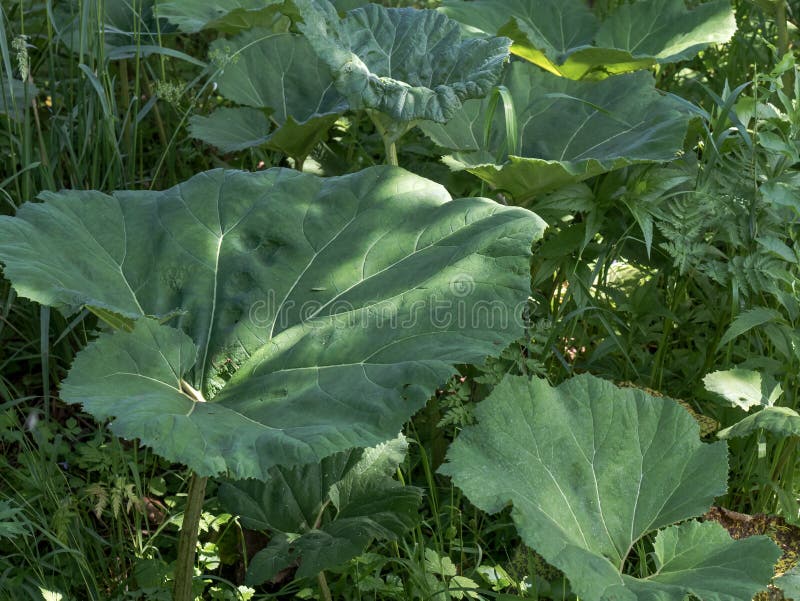 Burdock, a Large Herbaceous, Agrimony, Bur, Burr, Thorn, Barb, Bur ...