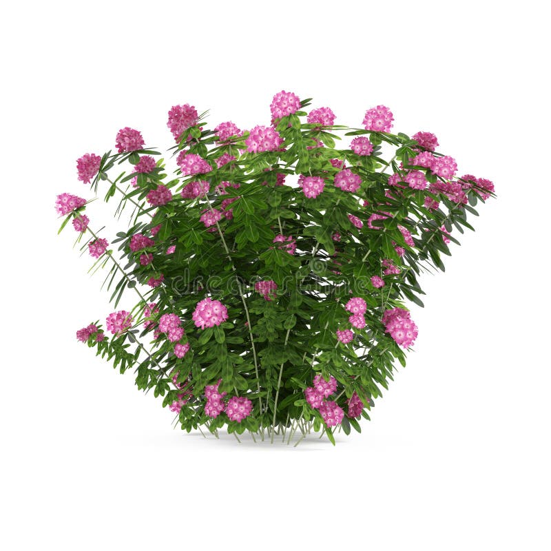 Pink flowers bush stock illustration. Illustration of plant - 36292231