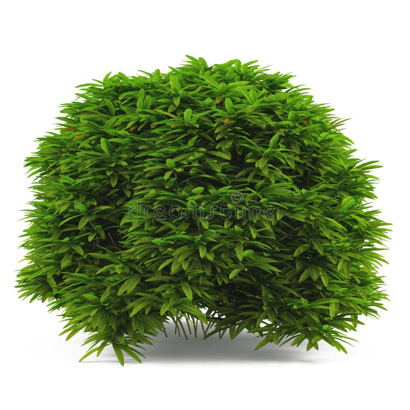 Young tree isolated stock illustration. Illustration of ecological ...