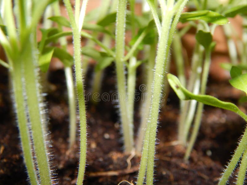 Plant Bushes Grown in a Pot Close-up Stock Photo - Image of healthy ...