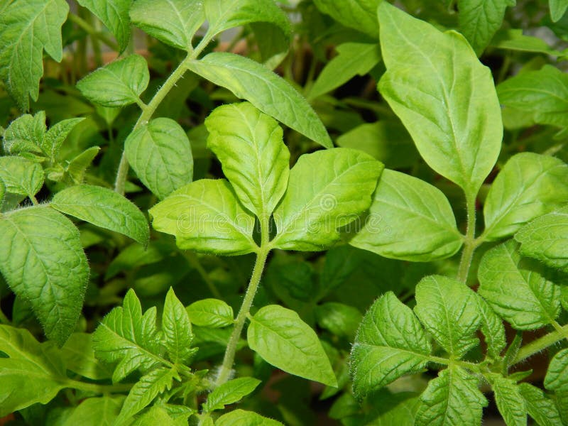 Plant Bushes Grown in a Pot Close-up Stock Photo - Image of grown ...