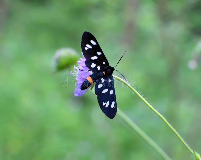 On the Plant is a Butterfly Amata Phegea Stock Photo - Image of insect ...