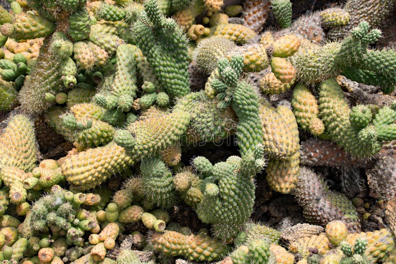 Plant, Cactus, Biome, Prickly Pear Picture. Image: 123205543