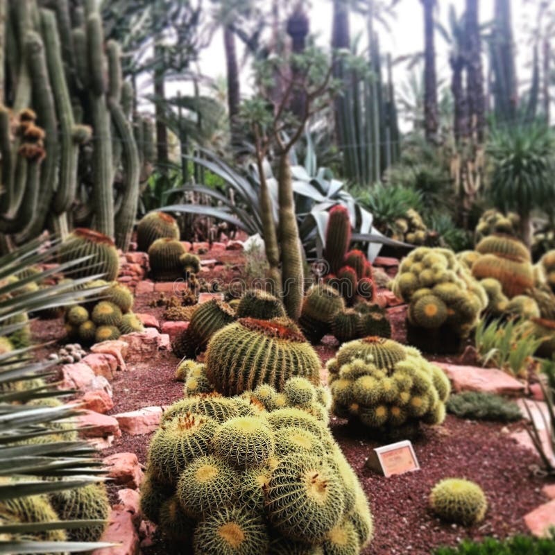 Plant, Cactus, Hedgehog Cactus, Biome Picture. Image: 128257335