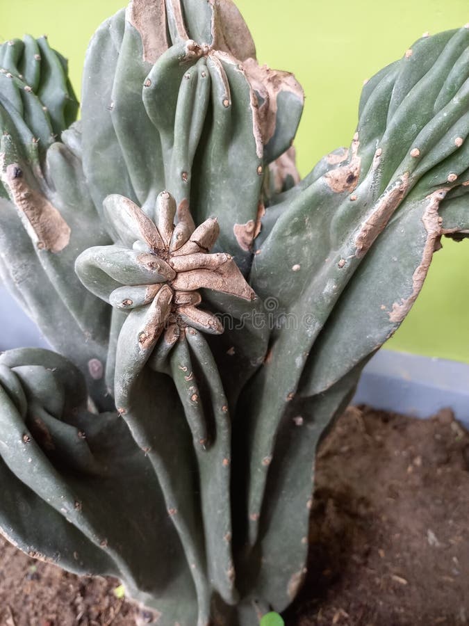 Plant cactus stock image. Image of desert, blossom, cactus - 356247747