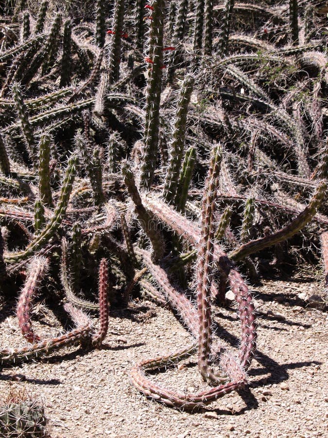 Plant, Cactus, Tree, Flora Picture. Image: 116069123