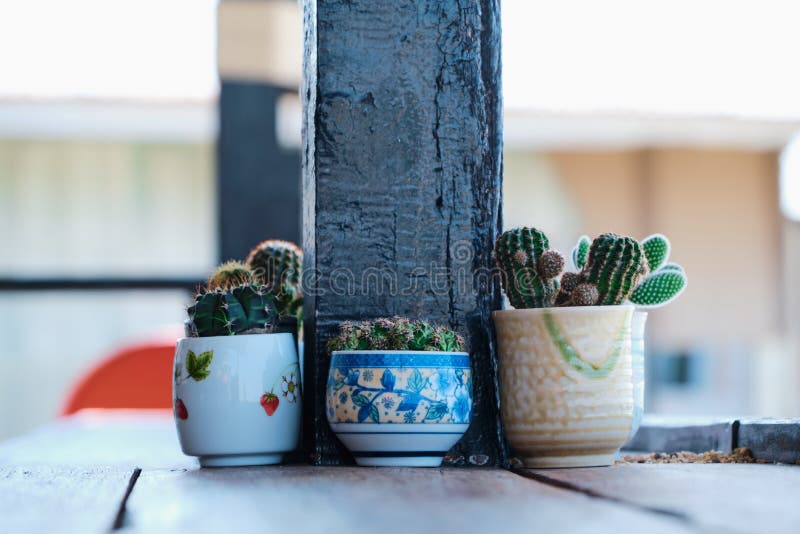 Plant of Cactus on Wood Table Stock Photo - Image of life, minimal ...