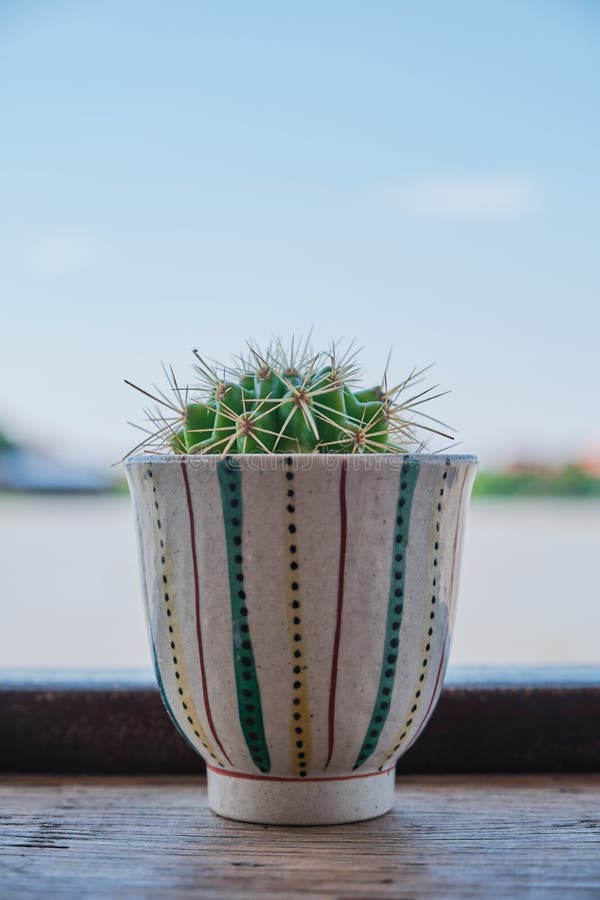 Plant of Cactus on Wood Table Stock Image - Image of grow, decorative ...