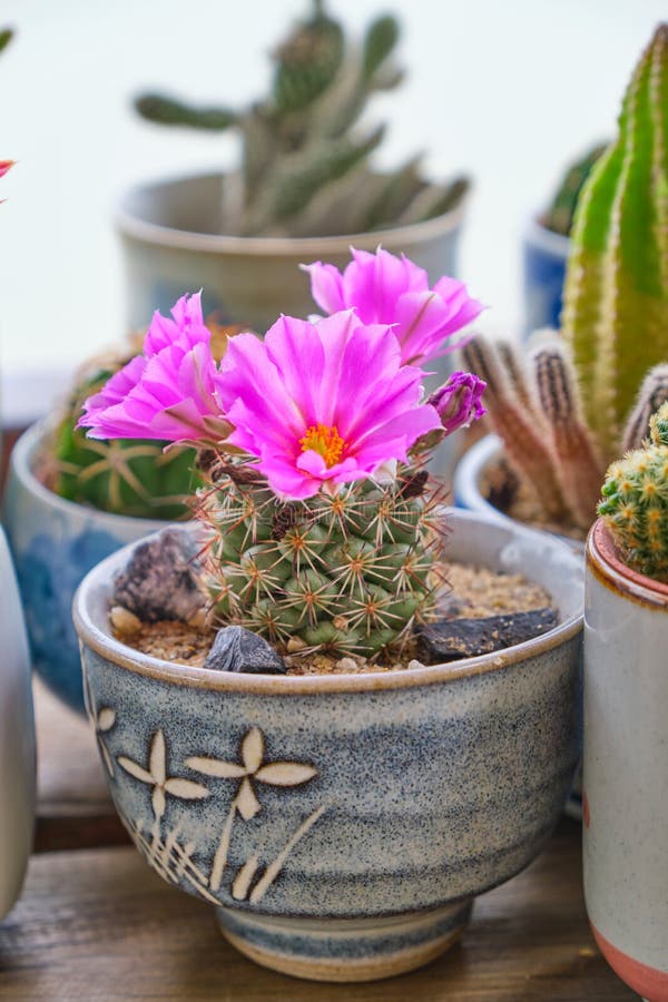 Plant of Cactus on Wood Table Stock Photo - Image of cacti, cactus ...