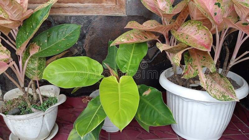 A Plant Called Blushing Philodendron Has Green Leaves and Grows in Pots ...
