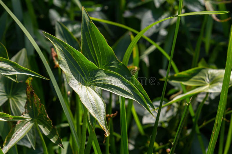 Plant Called Common Arrowhead, Sagittaria Sagittifolia Stock Photo ...