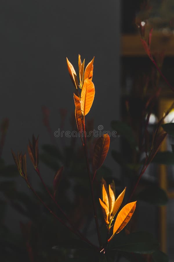 The Plant Called the Flame Bush that Can Turn into Red Colors Stock ...