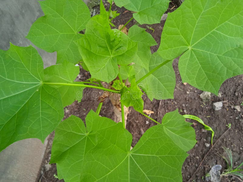 A Plant Called the Jarak Tree that Thrives Stock Image - Image of herb ...