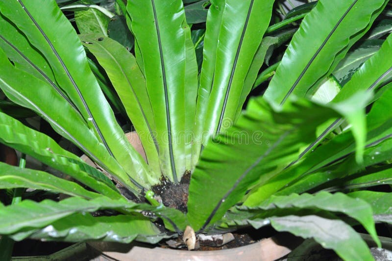 The Plant is Called Kadaka or Asplenium Nidus with Thick Leaves Stock ...
