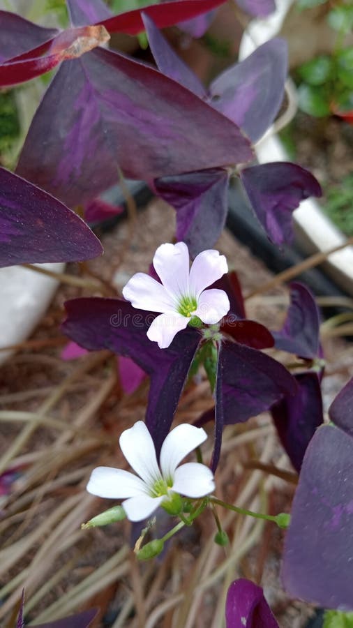 A Plant Called Oxalis Triangularis Has a Shape Like a Butterfly and is ...