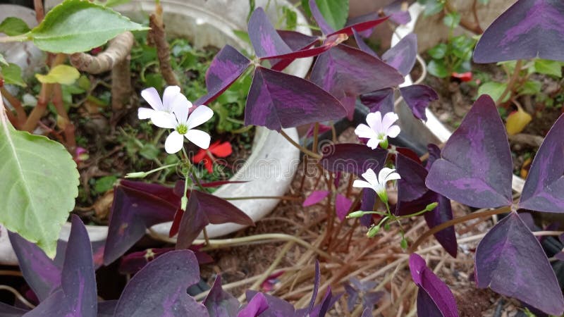 A Plant Called Oxalis Triangularis Has a Shape Like a Butterfly and is ...