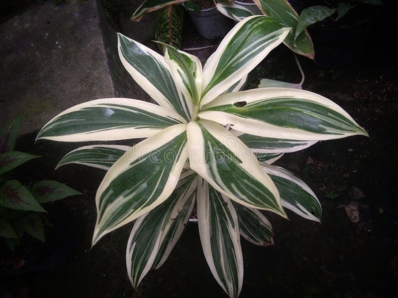 This Plant is Called Pacing Fresh, this Plant is Very Good for ...