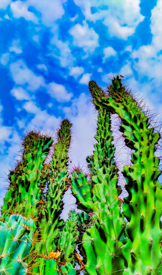 A plant called thor stock photo. Image of green, clouds - 249617098