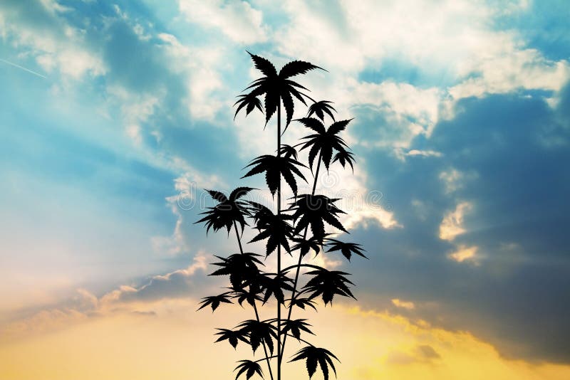 Plant of Cannabis at Sunset Stock Illustration - Illustration of weed ...