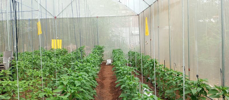 Capcium Tree Stock Photos - Free & Royalty-Free Stock Photos from ...