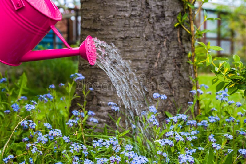 Plant Care Watering Spring Flowers Garden Stock Photo - Image of ...