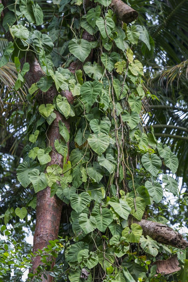 A Plant Hanging Down from the Side of a Tree Trunk Stock Image - Image ...