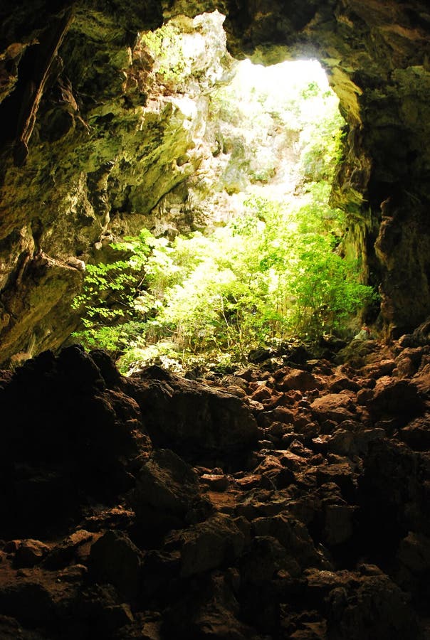 Plant in the Cave stock image. Image of plants, nature - 31963901