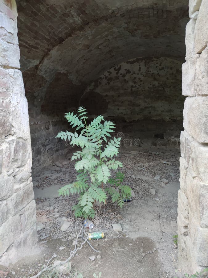 Plant in the Cave stock image. Image of hope, adventure - 31645429