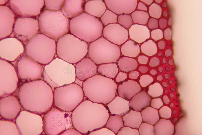 Plant Cell Cross Section of Stem Stock Image - Image of science, graph ...