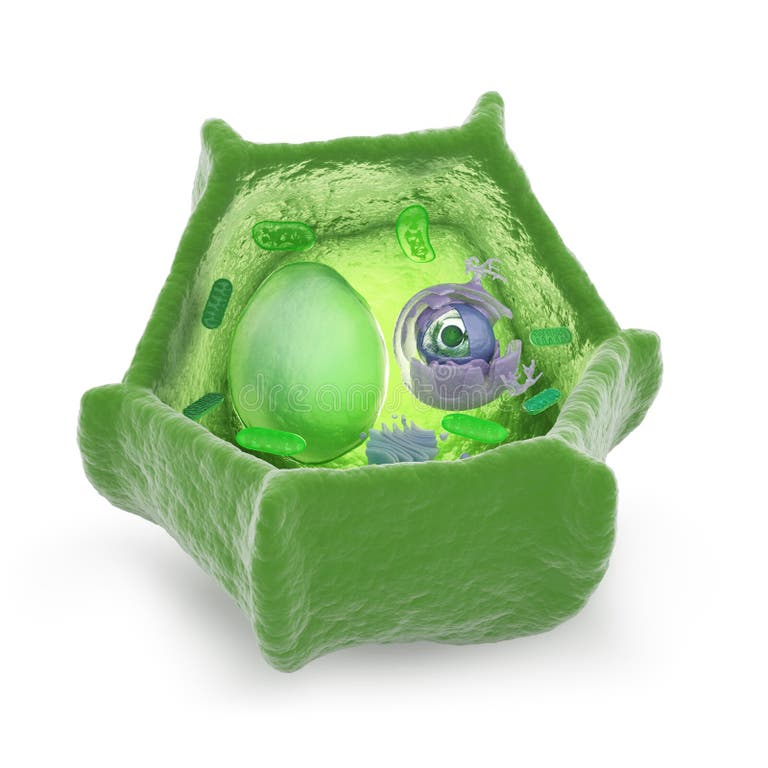 Plant Cell Illustration Stock Illustrations – 12,993 Plant Cell ...