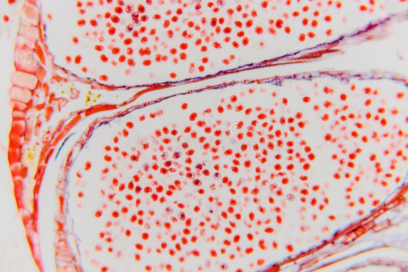 Plant Cell- High Magnification with Light Microscope. Science Ba Stock ...