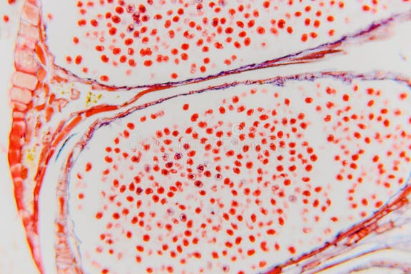 Ovarium Anatomy Stock Photos - Free & Royalty-Free Stock Photos from ...