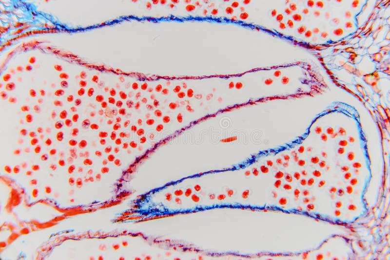 Plant Cell- High Magnification with Light Microscope. Science Ba Stock ...