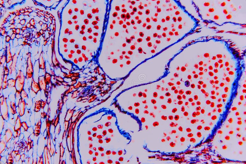 Plant Cell- High Magnification with Light Microscope. Science Ba Stock ...