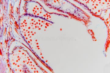 Ovarium Anatomy Stock Photos - Free & Royalty-Free Stock Photos from ...