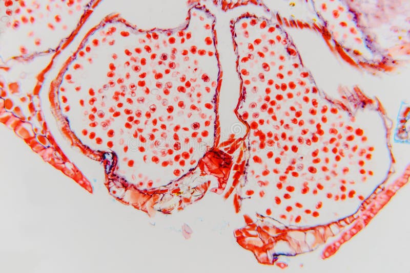 Plant Cell- High Magnification with Light Microscope. Science Ba Stock ...