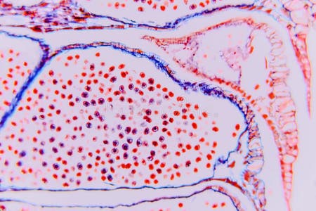 Plant Cell- High Magnification with Light Microscope. Science Ba Stock ...