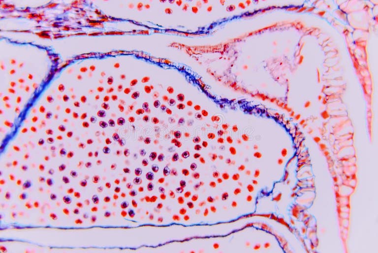 Plant Cell- High Magnification with Light Microscope. Science Ba Stock ...