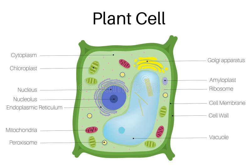 Microtubules In A Cell Diagram