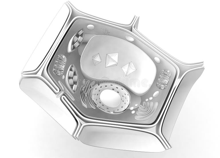 Sap Plant Stock Illustrations – 1,467 Sap Plant Stock Illustrations ...