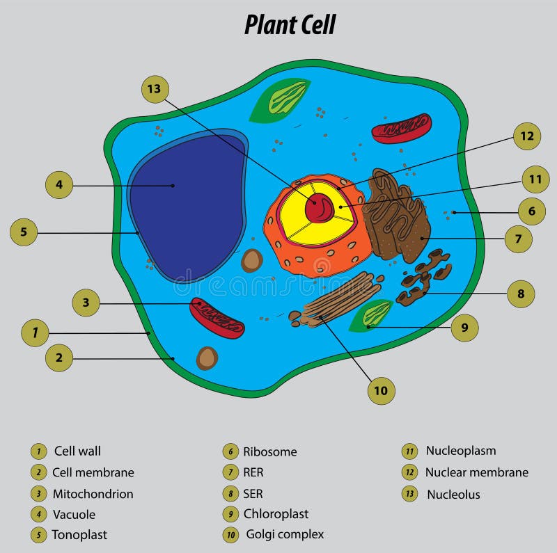 Draw A Well Labelled Diagram Of A Plant Cell – Bilarasa Draw A Well Labelled Diagram Of A Plant Cell – Bilarasa
