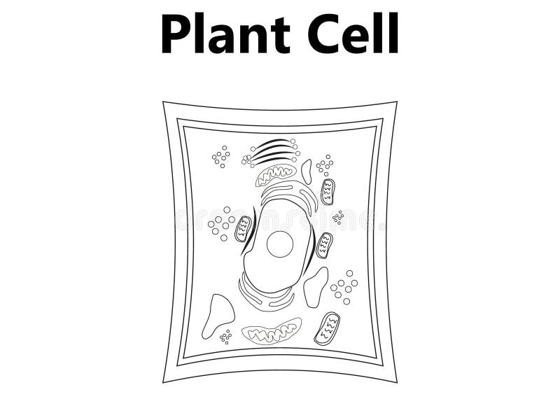 Plant Cell Structure, Anatomy Infographic Diagram with Parts Flat ... Plant Cell Structure, Anatomy Infographic Diagram with Parts Flat ...