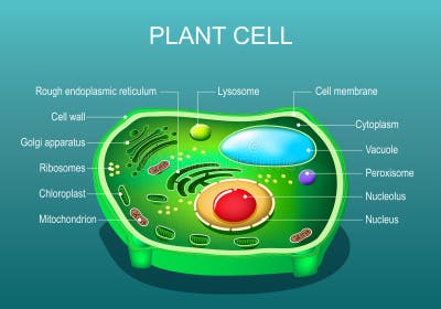 Plant Cell Structure. Anatomy of Plant Cell Stock Vector - Illustration ...