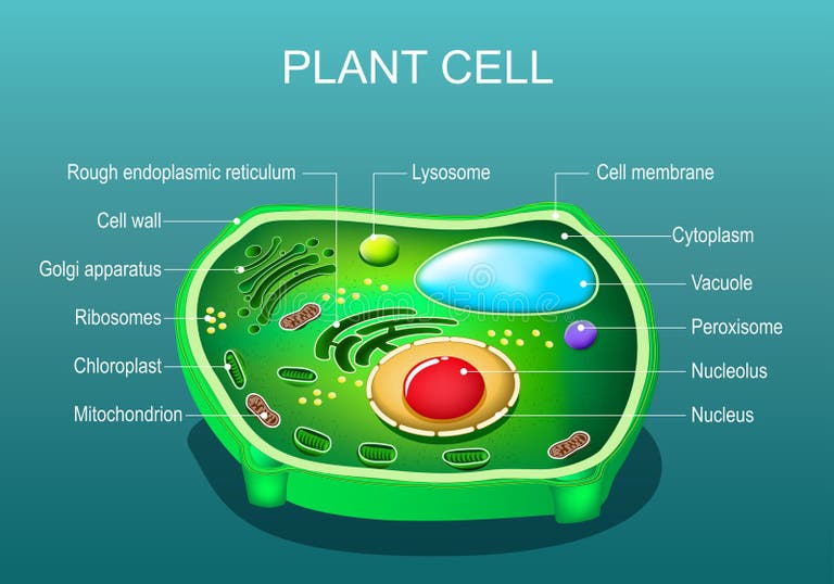 Plant Cell Structure. Anatomy of Plant Cell Stock Vector - Illustration ...